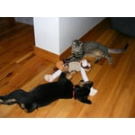 Multipet Dog Toy Multicrew Monkey Color May Vary - Walmart.com