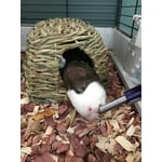 Pet's Pick Natural Wood Chip Cedar Dog Bedding, Odor-Free, Warm & Dry ...