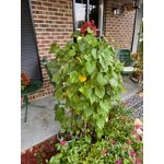 Burpee Trellis & Fence Garden Starter Garden Flower Seed Collection, 1 ...