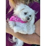 (6 pack) Cesar Loaf And Topper Rotisserie Chicken With Bacon And Cheese ...