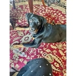 Oster Bath Odor Cologne Spray for Dogs and Puppies, Baby Powder Scent ...