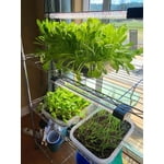Little Caesar Romaine Lettuce Seeds - 0.25 Oz ~6250 Seeds - Non-GMO ...