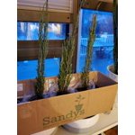 Juniper Scopulorum, Skyrocket Evergreen Tree, 4 Inch Pot - Walmart.com