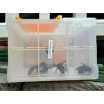 Bees N Things Wood Hanging Carpenter Bee Catcher for Outdoor Use ...