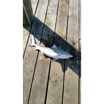 PENN Warfare™ Level Wind Reel, 30 Size Fishing Reel - Walmart.com