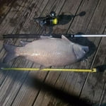 Berkley Big Game Spinning Rod, 8' Medium Heavy, 2-Piece Fiberglass ...