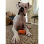 Bully Grip Stick Holder Orange by Bully Grip - Walmart.com