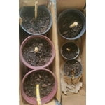 Garden Flame Willow Tree Cuttings - 4 Vibrant Orange and Red Bark Trees ...