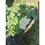 John F. Kennedy Fragrant Hybrid Tea Rose, Live Outside Plant, Includes ...