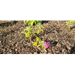 National Plant Network 3.25 in. Live Shrub Buddleia Butterfly Bush ...