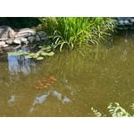 Crystal Clear Algae D-Solv, 16 Oz Liquid Algaecide, Pond Cleaner, EPA-Registered Algae Remover ...