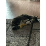 Omega Paw Premium Roll 'n Clean Self Cleaning Cat Litter Box, Large ...