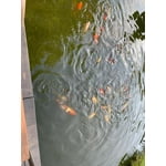 Wardley Pond Pellets Koi & Pond Fish Food, 10lbs - Walmart.com