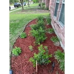 Hyponex by Scotts Red Mulch, for Landscapes and Gardens, 1.5 cu. ft ...