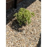 Pavestone Landscaping Garden Rocks, .5 Cu. ft. Bagged River Pebbles ...