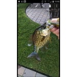 Shakespeare Excursion Spinning Rod - Lightweight & Durable - Walmart.com