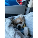 Pets Know Best Huggie Pup, Dog Plush with Heartbeat for Crate Training ...