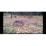 Tasco 12MP Trail Camera with Low Glow Infrared Flash, 720p Video, PIR ...