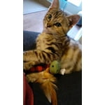 SmartyKat Fish Friend Crinkle and Catnip Cat Toys, 3 Count - Walmart.com