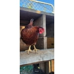 Cargill Animal Nutrition Nutrena NatureWise Feather Fixer 40lb - Walmart.com