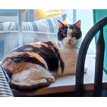 Windowsill Pet Perch, Cat Frame with Velvet Cushion for Cat Play, Rest ...
