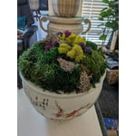 Proflora Preserved Green Moss Mix Collection, 150 CU in - Floral ...