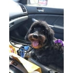 Dirt Devil Power Max Pet Vacuum Cleaner, Multi-Surface, Upright ...