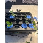 OxyCLONE OX20SYS 20 Site Hydroponics Compact Recirculating Cloning ...