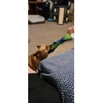 Nerf Dog Infinity Tuff Tug Dog Toy with Durable Braided Nylon, 12 inch ...