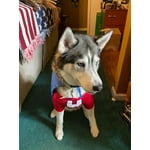 Underdog Dog Costume - Walmart.com