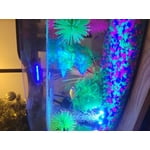 Penn-Plax LED Air Stone for Aquariums with Colorful LED Light Effects ...