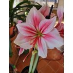 Van Zyverden Amaryllis Purple Rain Set of 1 Bulb Purple Partial Sun ...