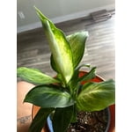 Dyna-Gro Foliage Pro Indoor Plant Growth Fertilizer 9-3-6 Liquid Food ...
