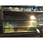 Tetra Decorative Reptofilter for Reptile Terrariums up to 55 Gallons ...