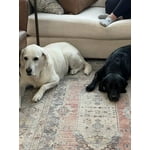 The Honest Kitchen Embark: Natural Human Grade Dehydrated Dog Food ...