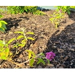 National Plant Network 3.25 in. Live Shrub Buddleia Butterfly Bush ...