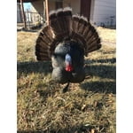 Flextone Hunting Lightweight Ultra Realistic Lifelike Plastic Outdoor ...