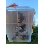 Bees N Things Wood Hanging Carpenter Bee Catcher for Outdoor Use ...