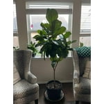 Arber Organic Biofungicide for Roses, Trees, Shrubs, Lawn Treatment ...