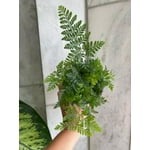 "Davallia White Rabbit's Foot Fern in 4"" Pot - Easy to Grow, Unique ...