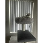 "Catry Modern Minimalistic Cat Tree - 55"", 5 Level, Large Kitty Play ...