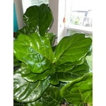 Arber Organic Biofungicide for Roses, Trees, Shrubs, Lawn Treatment ...