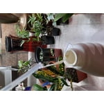 Superthrive Ready-to-Use Plant Vitamin Spray, Mineral Supplement for ...