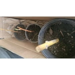 Garden Flame Willow Tree Cuttings - 4 Vibrant Orange and Red Bark Trees ...