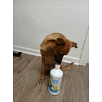 Dyne High Calorie 32oz Syrup, Vitamin Enriched Liquid Nutrient Dietary ...