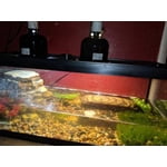 Tetra Tetrafauna 20-Gallon Deluxe Aquatic Glass Turtle Tank Starter Kit ...