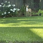 Design Toscano Big Rack Buck Deer Statue - Walmart.com