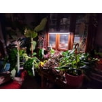 Great Value 2ft LED Full Spectrum Grow Light, 14W, Linkable Up to 10 ...