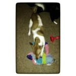 Multipet Dog Toy Multicrew Monkey Color May Vary - Walmart.com