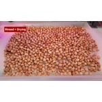 Taleen Japanese Style Roasted Edible Peanuts, 5.71 oz Bag - Walmart.com
